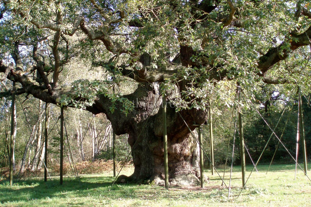 Strategic and practical management of ancient and other veteran trees