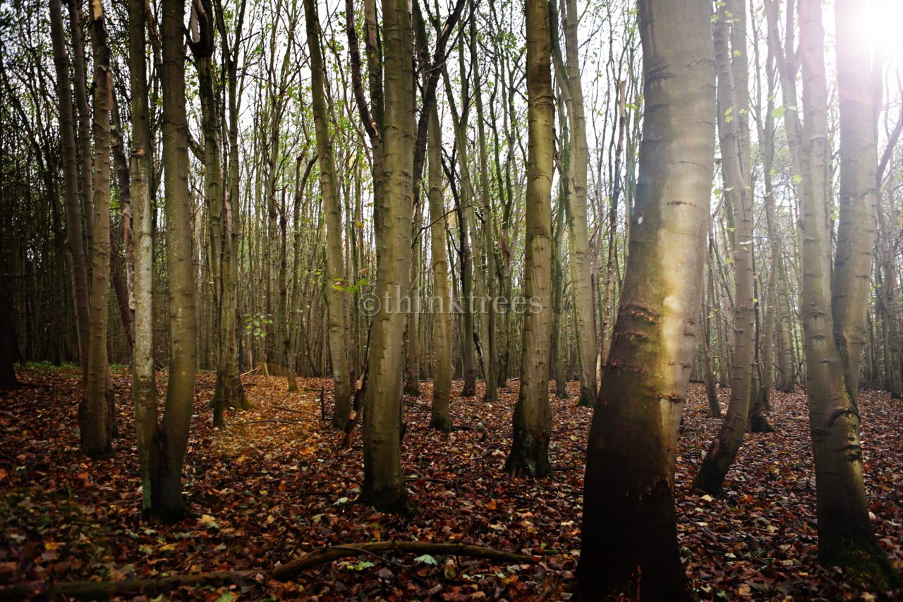 Interpreting Arbotom sonic tomography results - Example no.1 | Think Trees