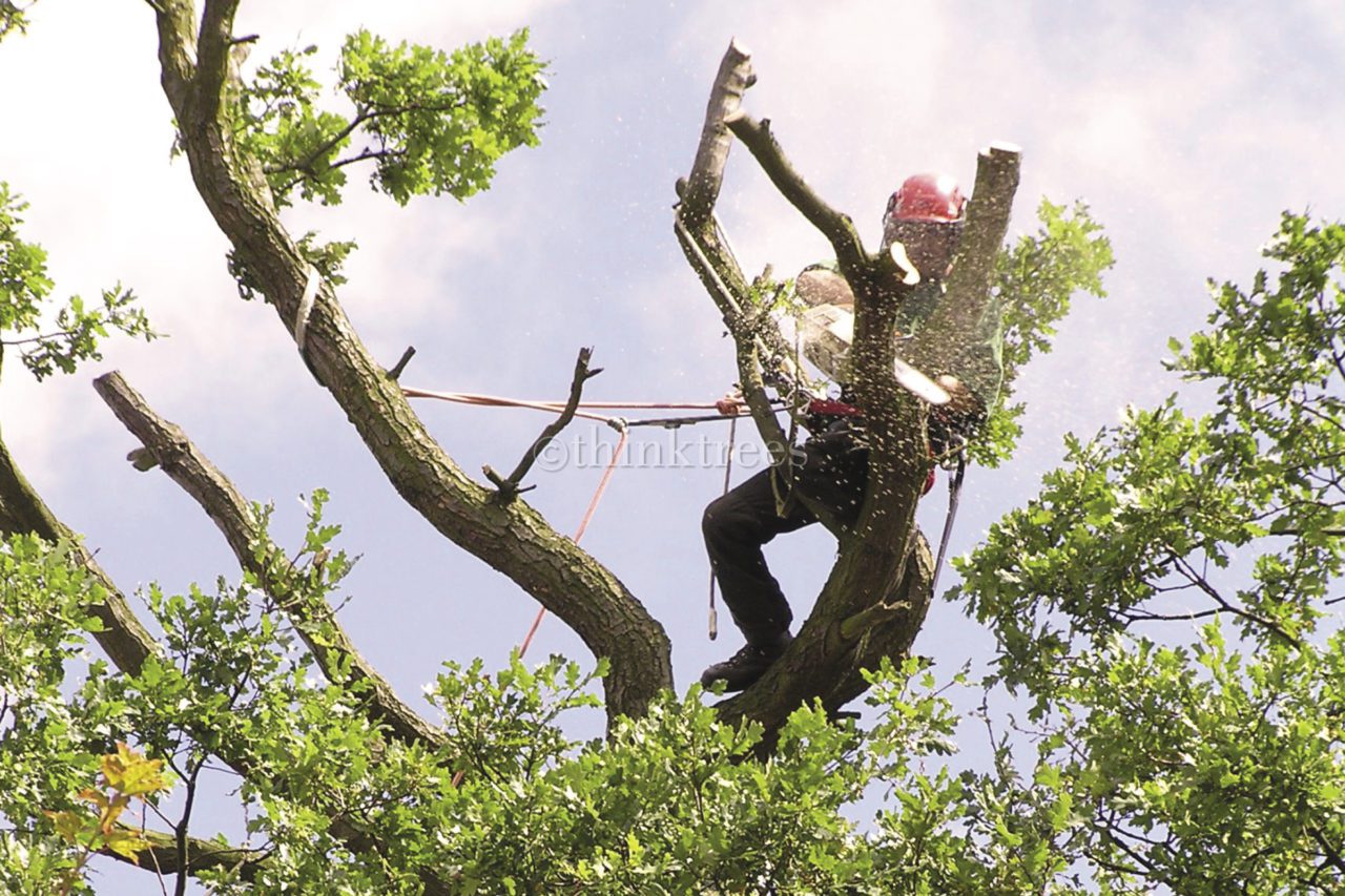 Arborist - Specialist tree surgery & aerial inspection