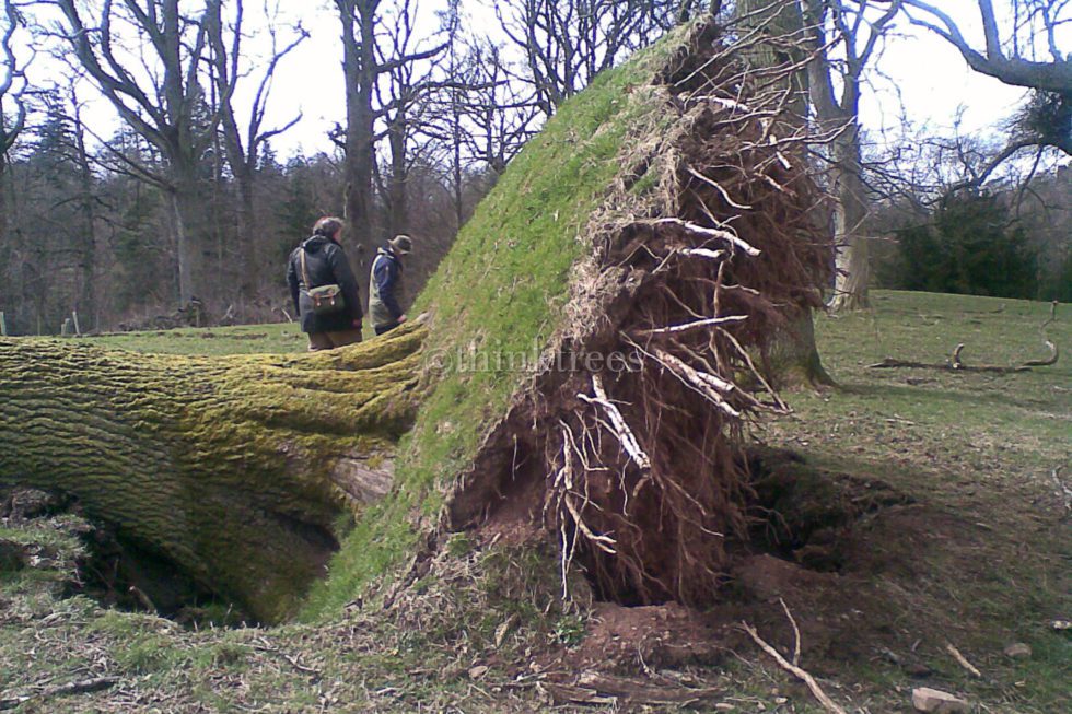 Tree stability testing to assess likelihood of tree failure