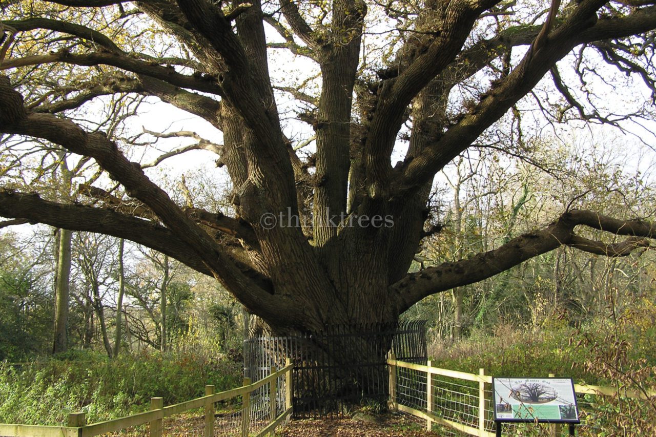 Haloing the ‘Master’ oak at Bentley Priory, Harrow