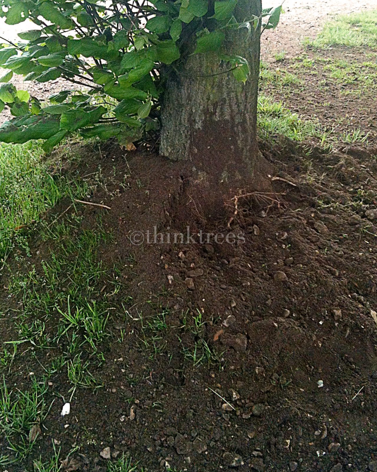 Specialist airspade excavation for soil improvement and examining roots