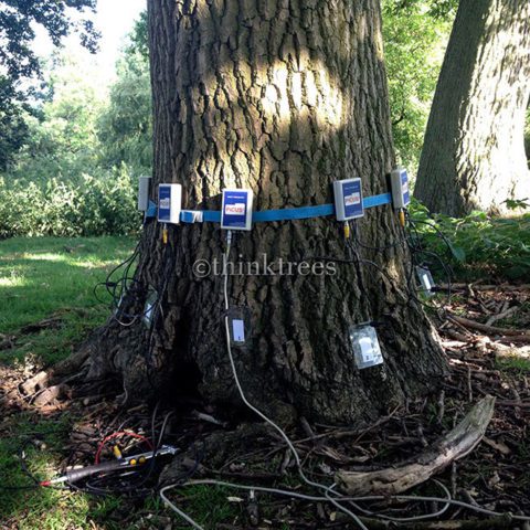 Decay detection using sonic tomography