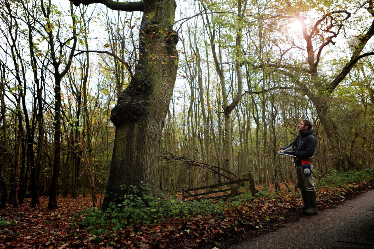 Interpreting Arbotom sonic tomography results - Example no.1 | Think Trees