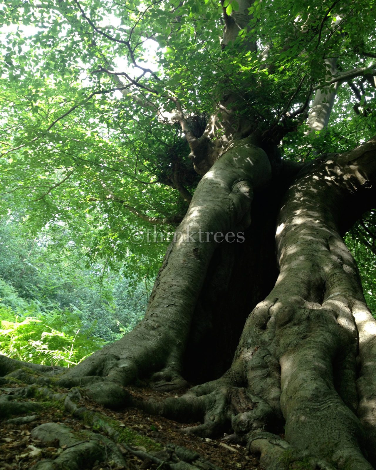 Strategic and practical management of ancient and other veteran trees