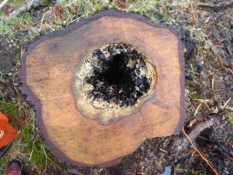 Interpreting Arbotom sonic tomography results - Example no.1 | Think Trees