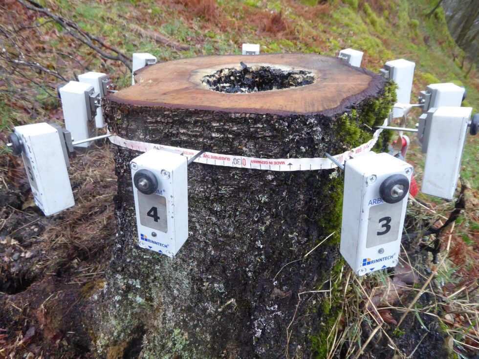 Interpreting Arbotom sonic tomography results - Example no.1 | Think Trees
